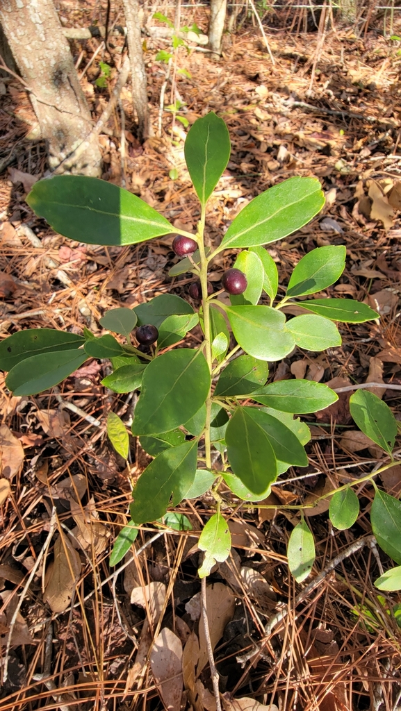 gallberry from Mandarin, Jacksonville, FL 32223, USA on January 14 ...