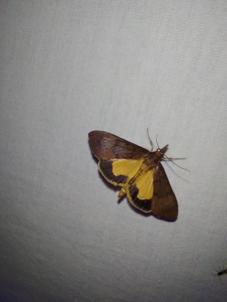 Tree Lucerne Moth from Lal Lal VIC 3352, Australia on January 15, 2024 ...
