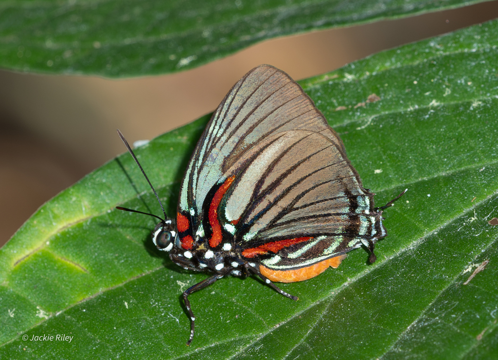 Atlides bacis from ARCC, Lago Soledad, Tambopata, Peru on September 8 ...