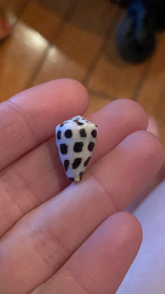 Conus from Higashiemae, Ie, Kunigami-Gun, Okinawa, JP on January 14 ...
