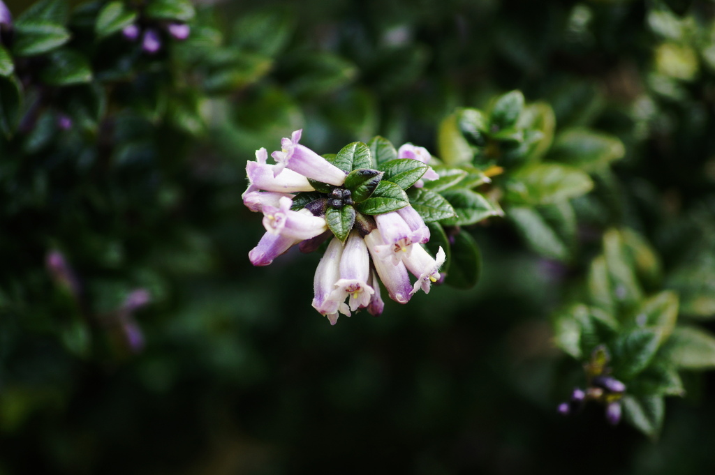 Prickly myrtle from Osorno, Los Lagos, Chile on October 11, 2014 at 01: ...