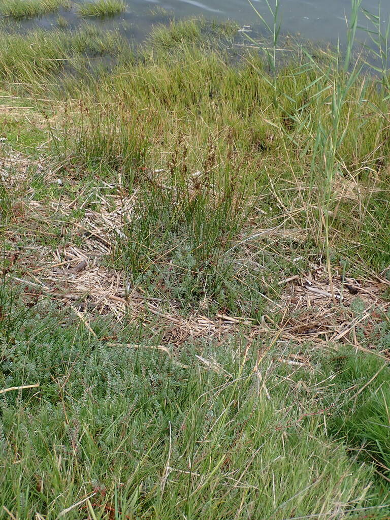 African Sea Rush from Walk along Goukou River, Fontein at Little ...