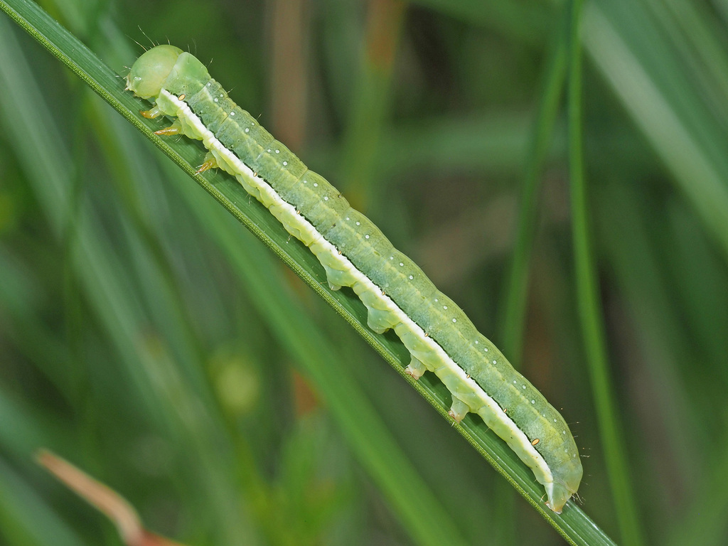 Red Sword-grass from Rißbach s.Vorderriß, Lenggries, Bayern ...