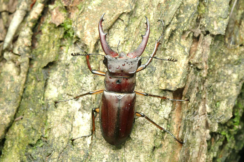 Lucanus fonti from 中国浙江省台州市天台县 on July 31, 2023 at 09:29 PM by 虫虫 ...