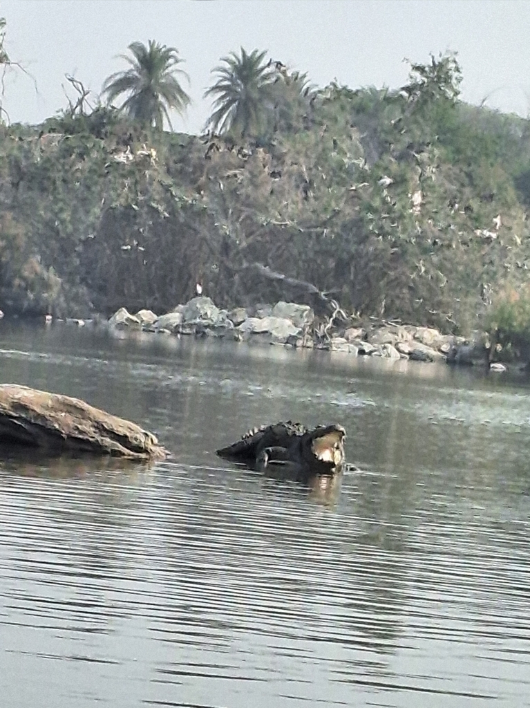 Mugger Crocodile in January 2024 by surya77 · iNaturalist
