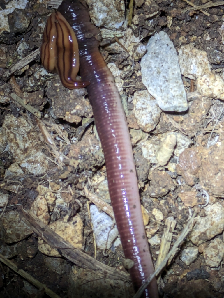Common Earthworm in January 2024 by Zacky Wacky · iNaturalist