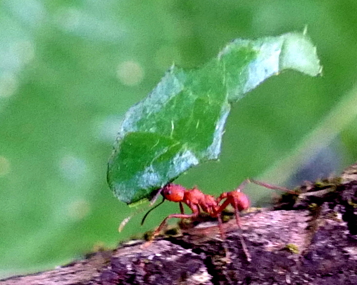 Atta Leaf-cutter Ants from Zona rural de Paudalho - Pernambuco on ...