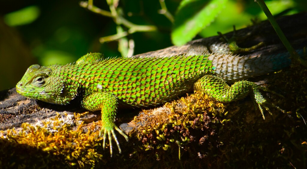 Emerald Swift from El Limo, El Salvador on January 13, 2024 at 09:37 AM ...
