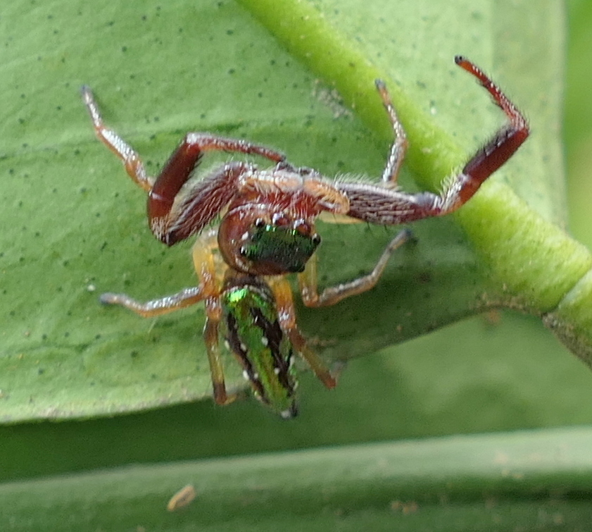 Lurio from Zona rural de Paudalho - Pernambuco on January 7, 2024 at 11 ...