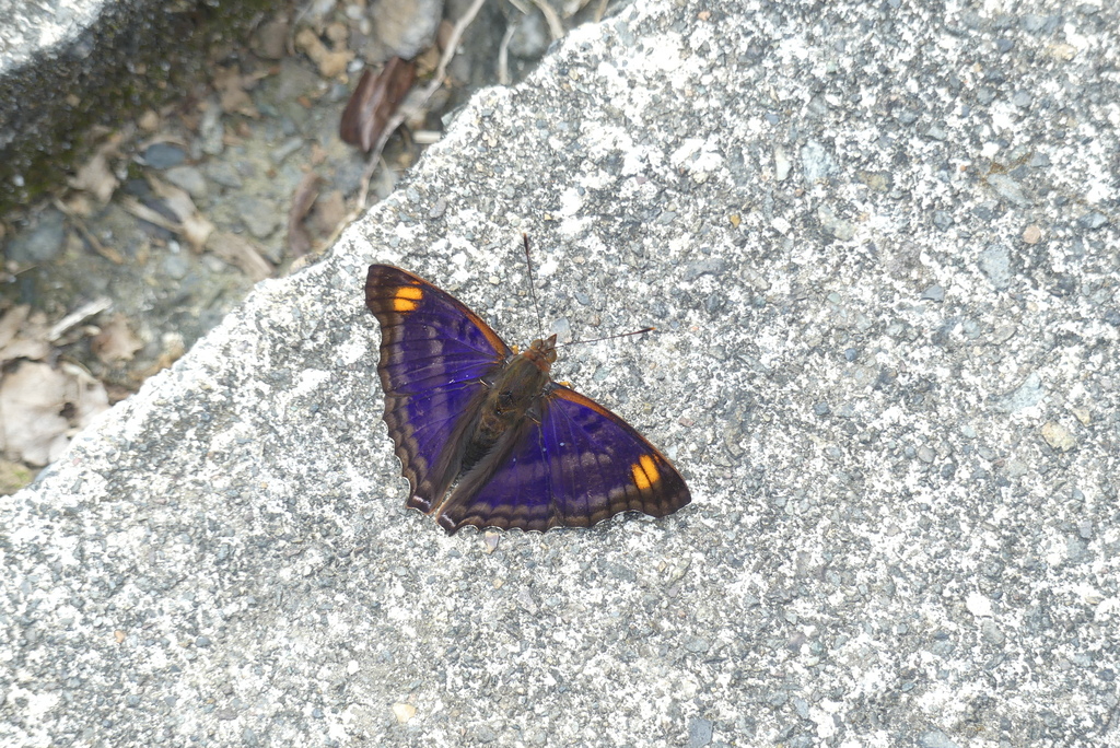 Pavon Emperor from Orellana, Ecuador on September 9, 2023 at 08:50 PM ...