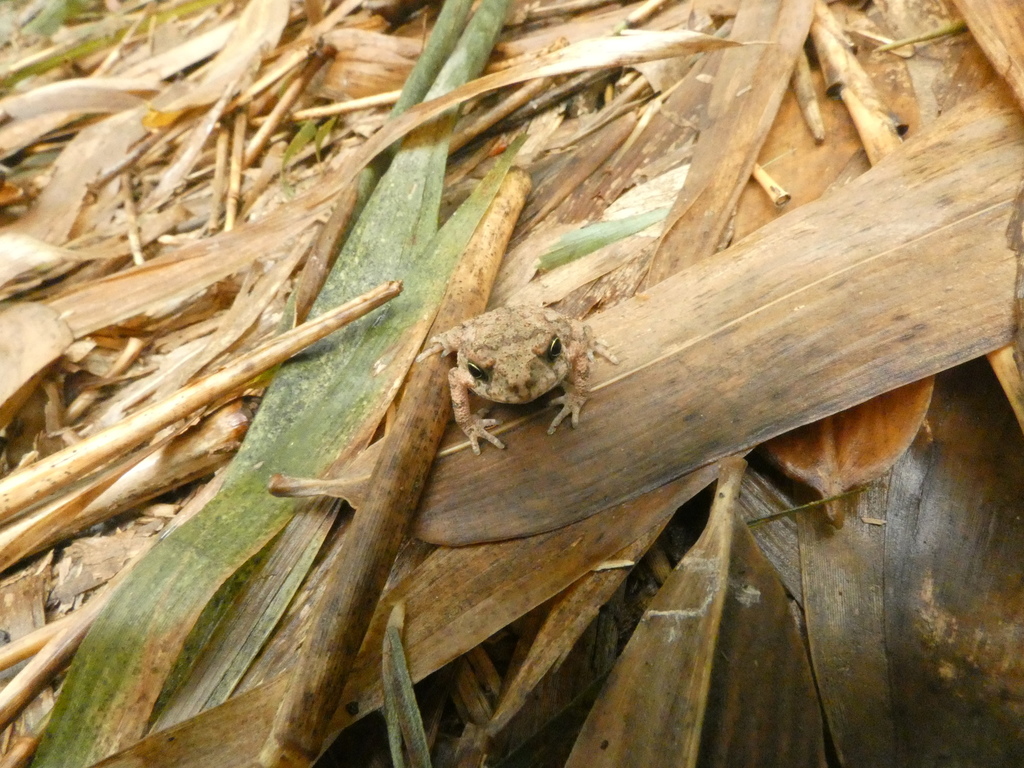 Indus Valley Toad from Mirpur Botanical Garden, Mirpur, Dhaka ...