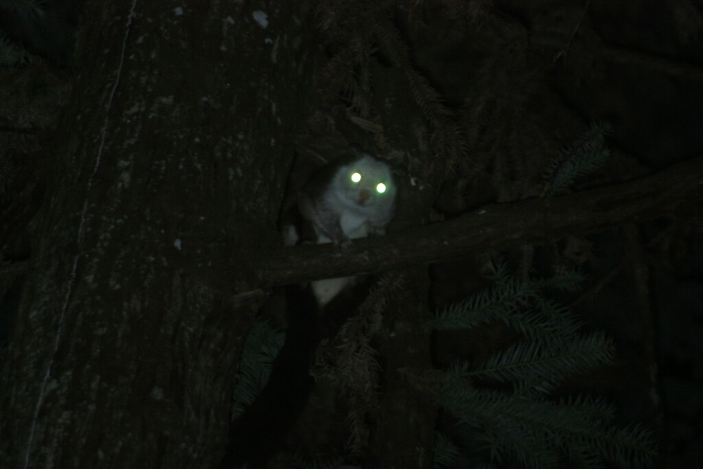 Taiwan Red-and-white Giant Flying Squirrel from 558台灣南投縣鹿谷鄉 on January ...