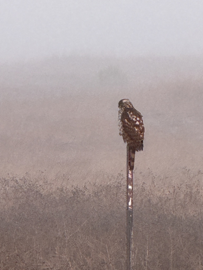 Cooper's Hawk from Mission Trails Regional Park, San Diego, CA, US on ...
