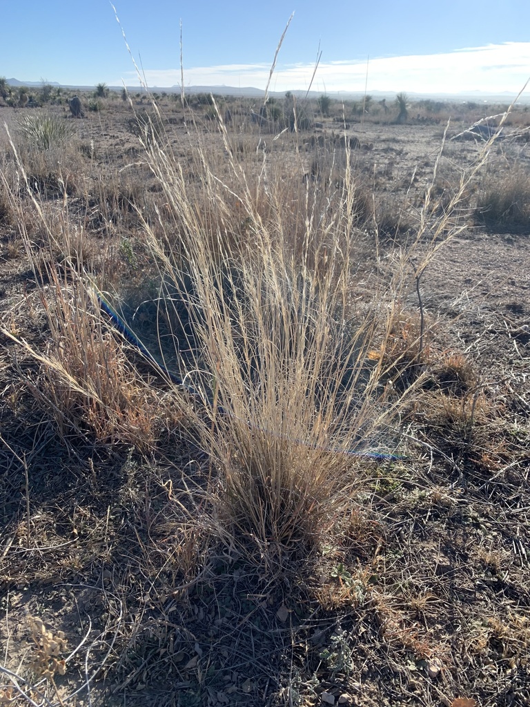 Purple Threeawn in January 2024 by kwat · iNaturalist