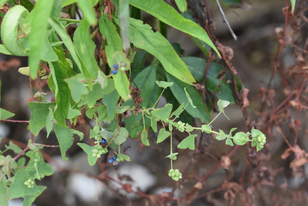 mile-a-minute weed in September 2020 by Karl Feng · iNaturalist