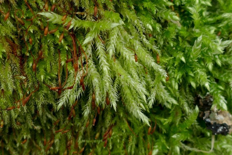 Rough-stalked Feather-moss from 22630 Évran, France on January 15, 2024 ...