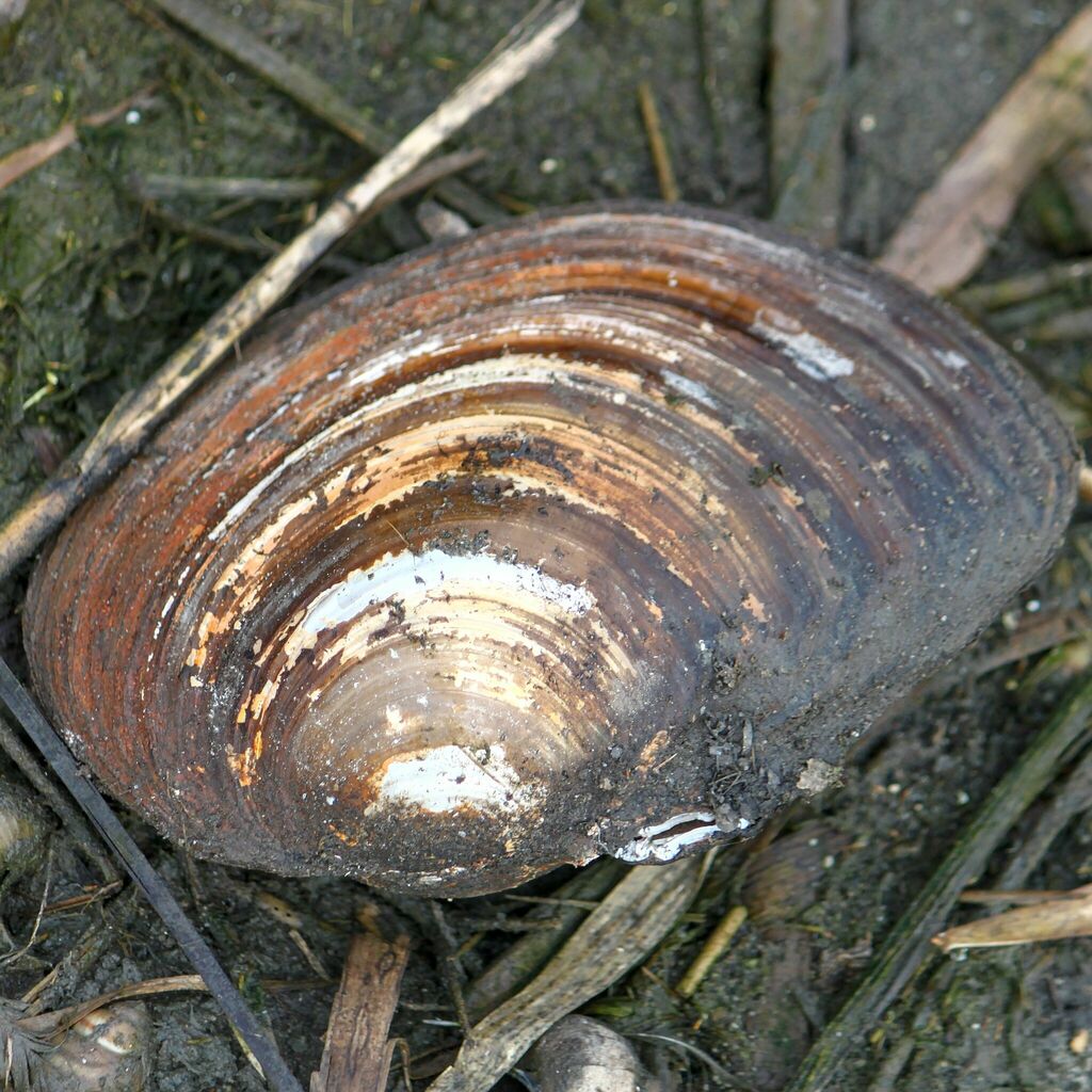 Chinese Pond Mussel in December 2023 by vadmese · iNaturalist