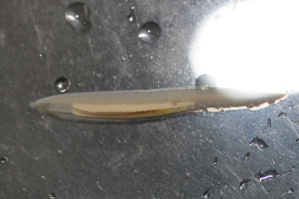 European Lancelet from 36989 O Porto de Meloxo, Pontevedra, España on ...