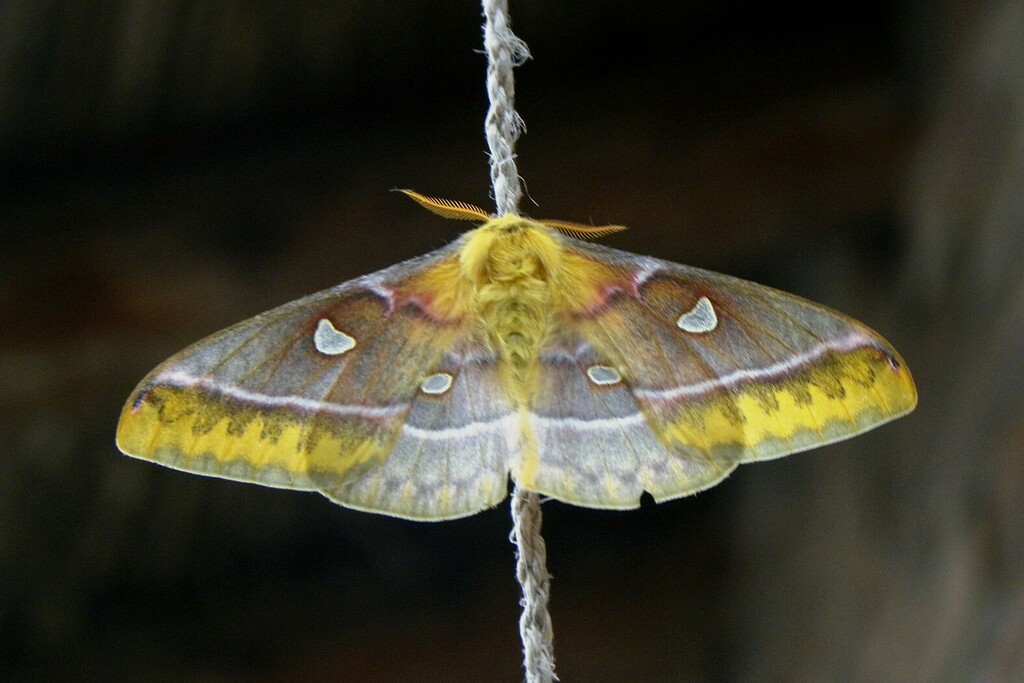 Rhodinia jankowskii from Maiji, Tianshui, Gansu, China on September 18 ...