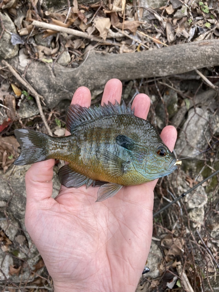 Rio Grande Longear Sunfish from Allandale, Austin, TX, USA on January ...