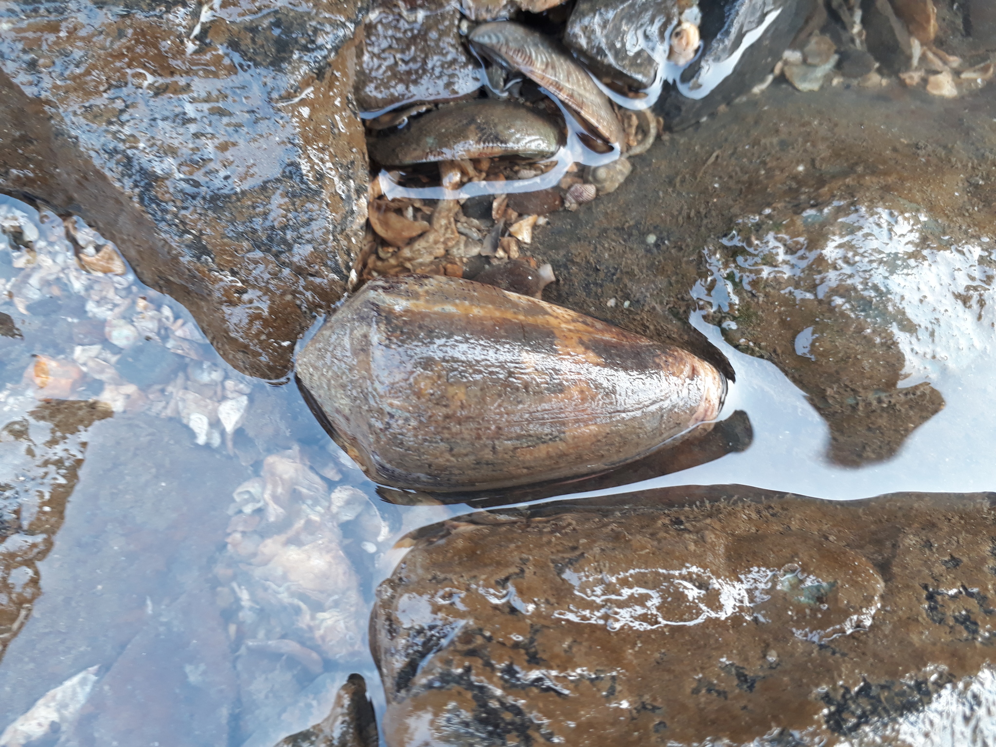Conus achatinus Gmelin, 1791