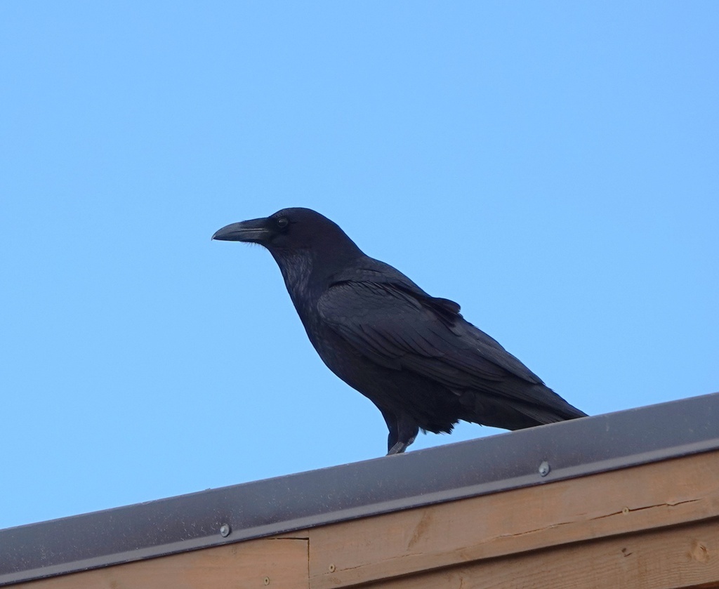 Common Raven from Trona, Searles Valley, CA 93562, USA on January 13 ...