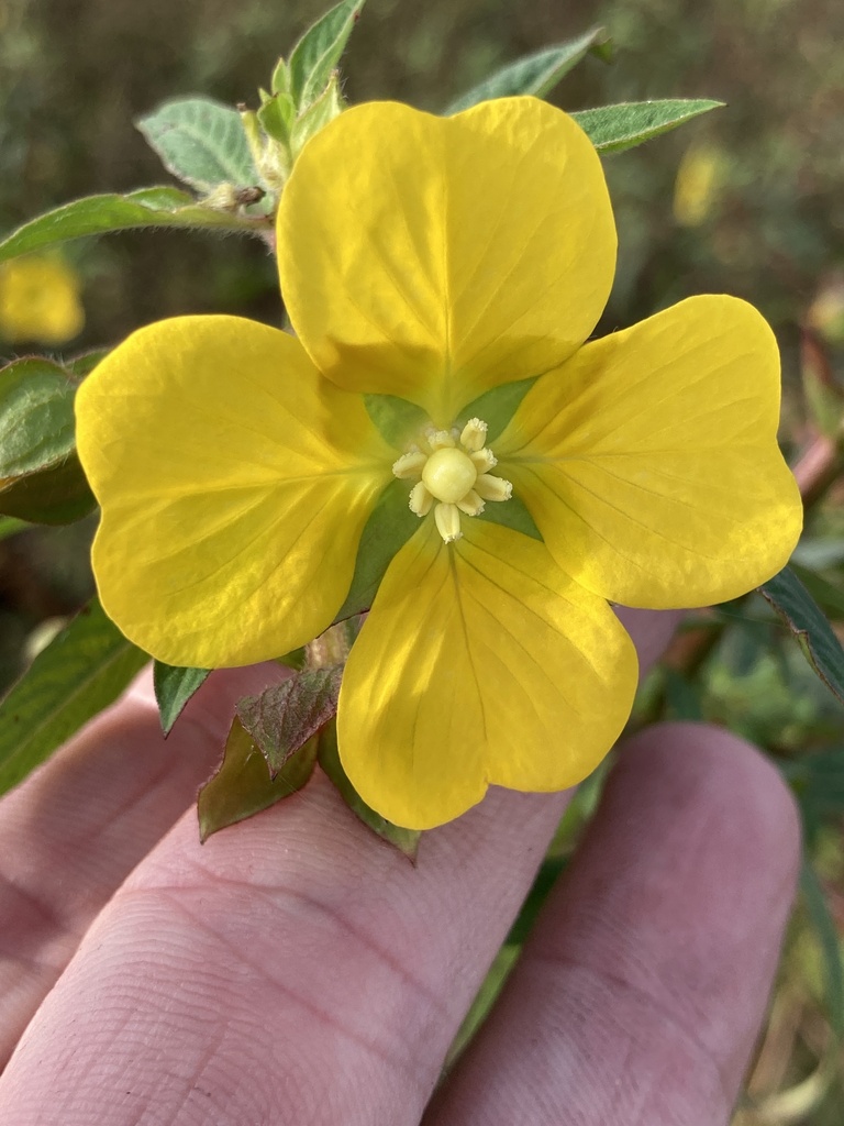Mexican Primrose-willow from Everglades National Park, Homestead, FL ...