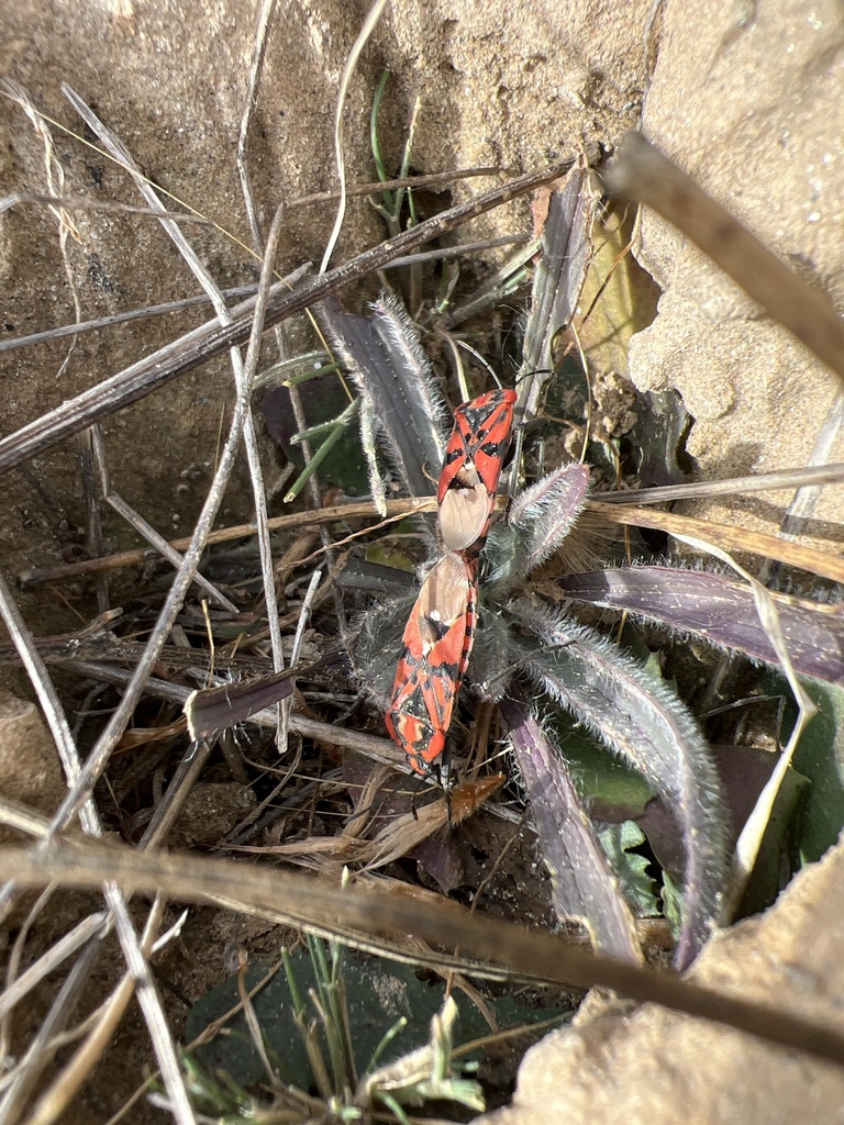 Spilostethus pandurus from Almería, ES-AN, ES on January 13, 2024 at 02 ...