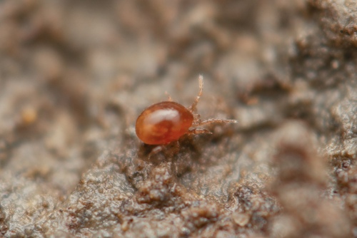 Observations by nana7mi · iNaturalist