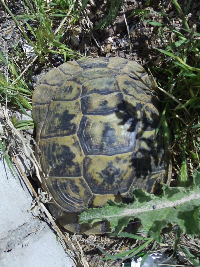 Greek Tortoise in August 2009 by Franklin Charles Graham IV · iNaturalist