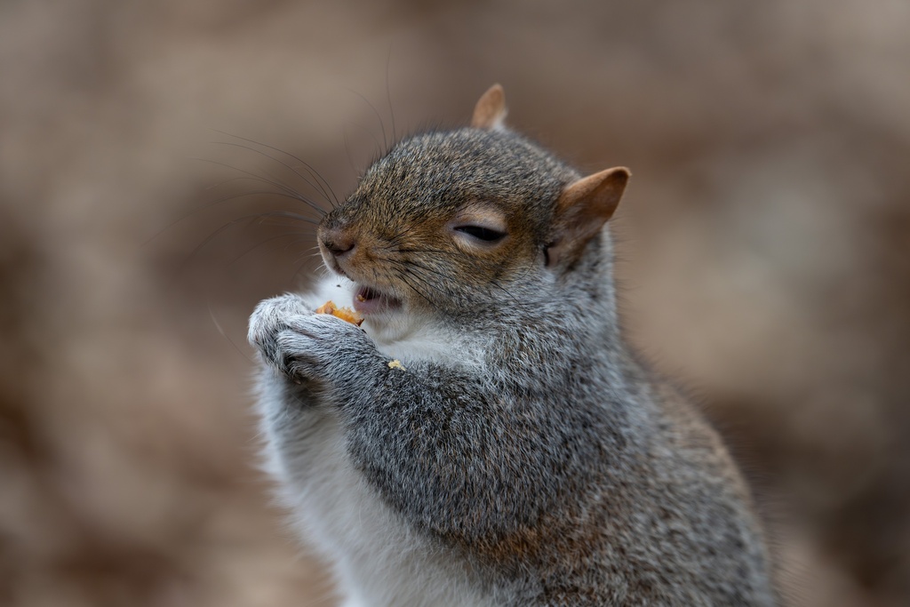 Eastern Gray Squirrel from Central Park, Manhattan, New York, NY, USA ...