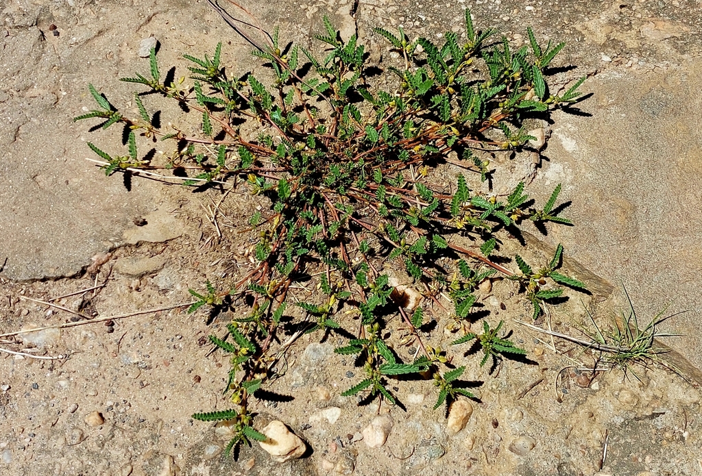 Gusha from FW6V+PG8, Daan Viljoen, Namibia on December 17, 2023 at 10: ...