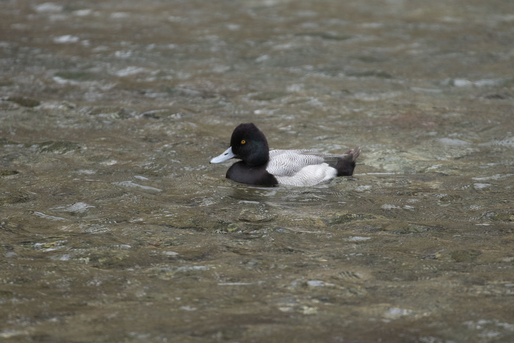 Lesser Scaup from New Braunfels, TX, USA on February 7, 2018 at 02:32 ...