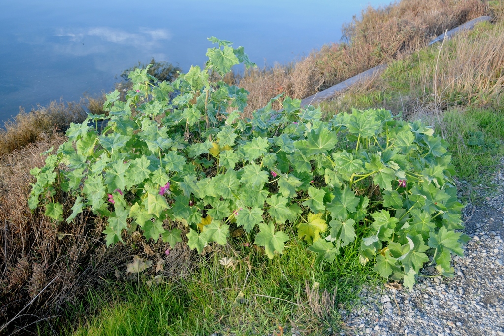 Island Mallow from Shoreview, San Mateo, CA, USA on January 14, 2024 at ...