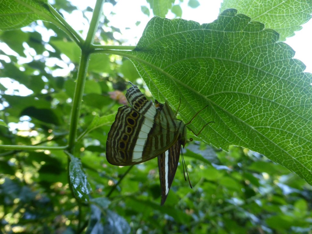 Cyrestis strigata from Manado, Manado City, North Sulawesi, Indonesia ...