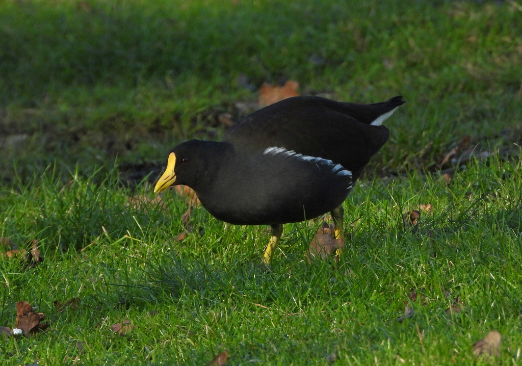 Common Moorhen from London, UK on 15 January, 2024 at 02:06 PM by Paul ...
