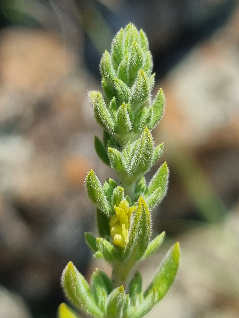 Anthospermum hispidulum from Rustenburg, South Africa on January 14 ...