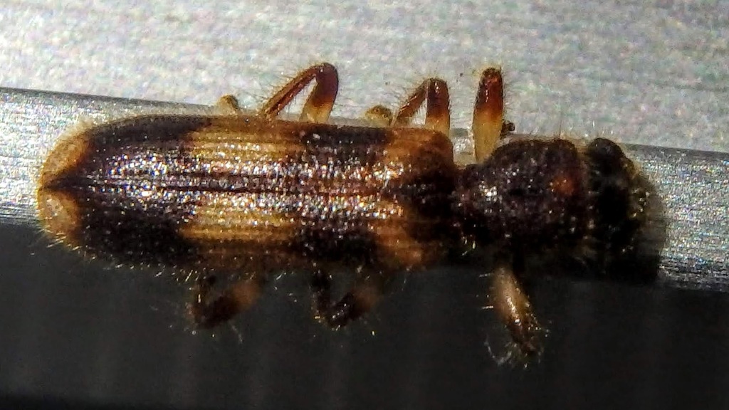 Opilo mollis from 22313 Castillazuelo, Huesca, España on August 3, 2019 ...