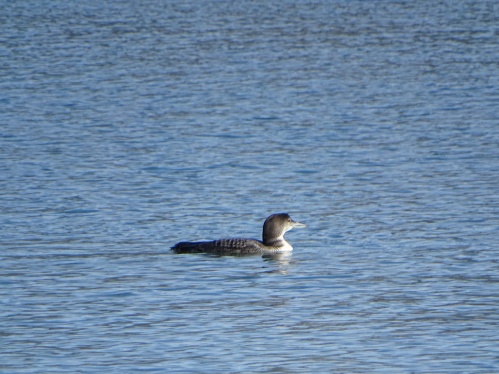Common Loon from El Granada, CA, USA on January 14, 2024 at 01:37 PM by ...