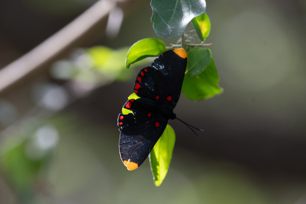 Red-bordered Pixie from Santa Ana National Wildlife Refuge, 3325 Green ...