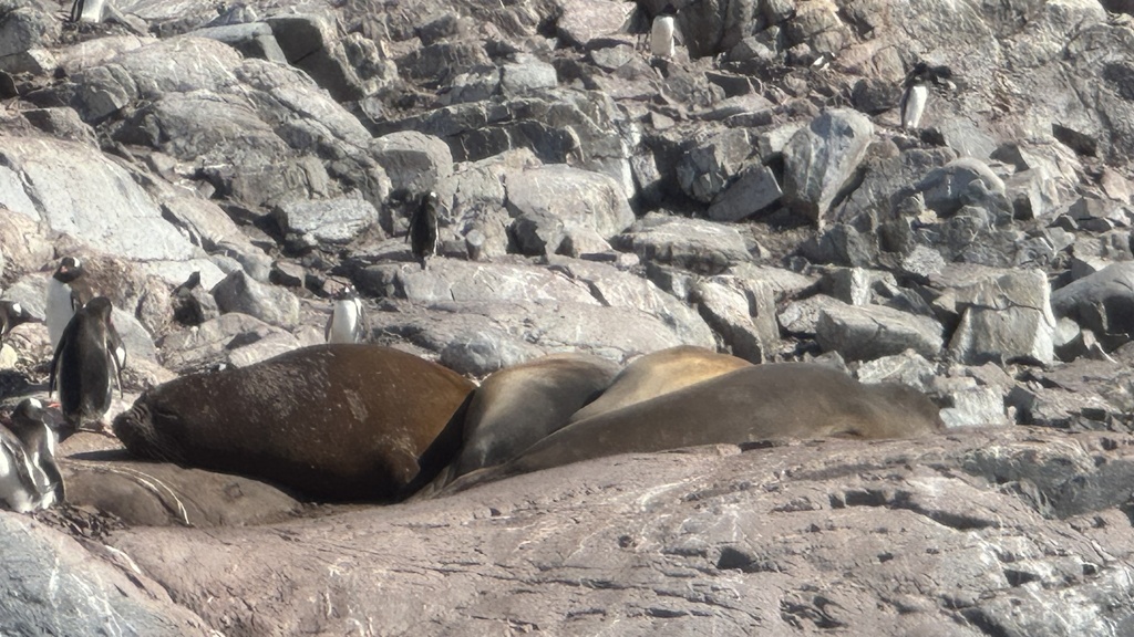 Earless Seals from Antarctica (general), AQ on January 15, 2024 at 11: ...