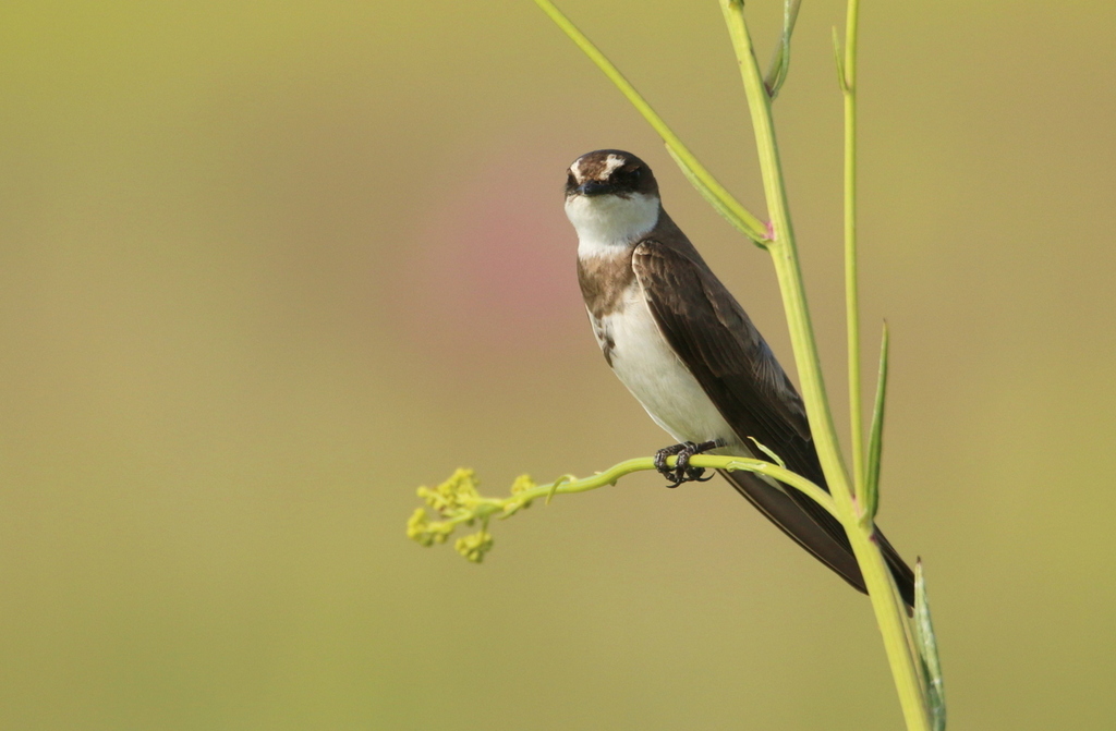 Banded Martin from Rietvallei 377-Jr, Pretoria, 0181, South Africa on ...