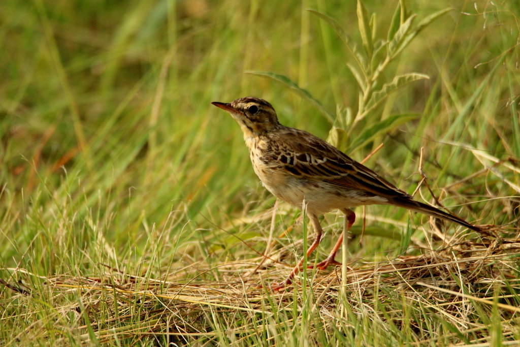 African Pipit from Rietvallei 377-Jr, Pretoria, 0181, South Africa on ...