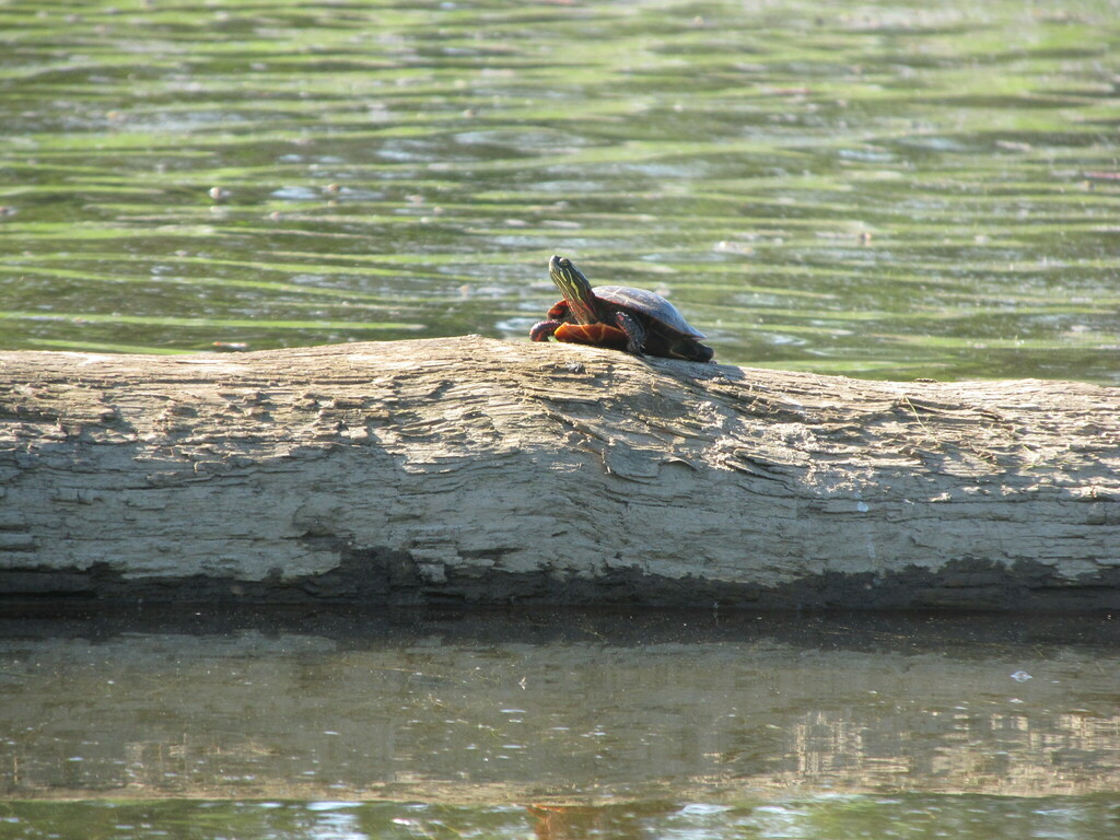 Painted Turtle from Arrowhead Mountain Lake, Vermont, USA on June 1 ...