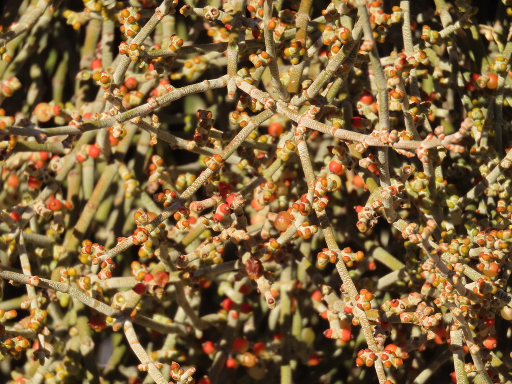 Mesquite Mistletoe from Brown Canyon Ranch, Sierra Vista, AZ 85650, USA ...