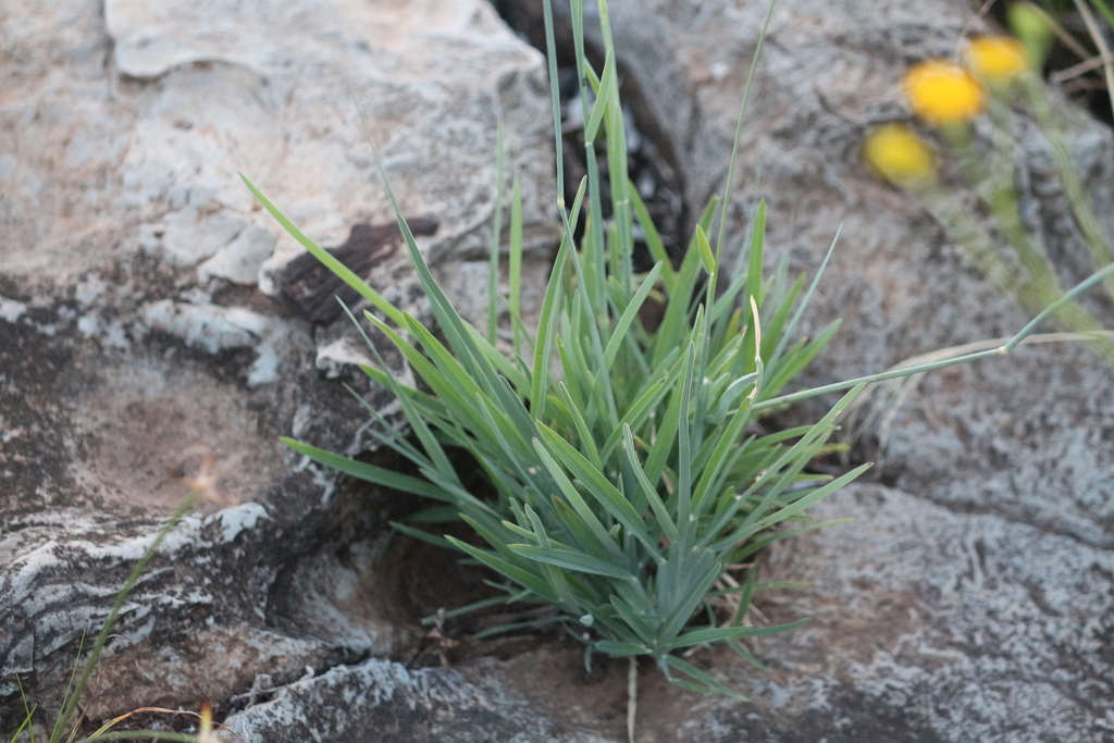 Fan Grass from West Rand District Municipality, South Africa on January ...