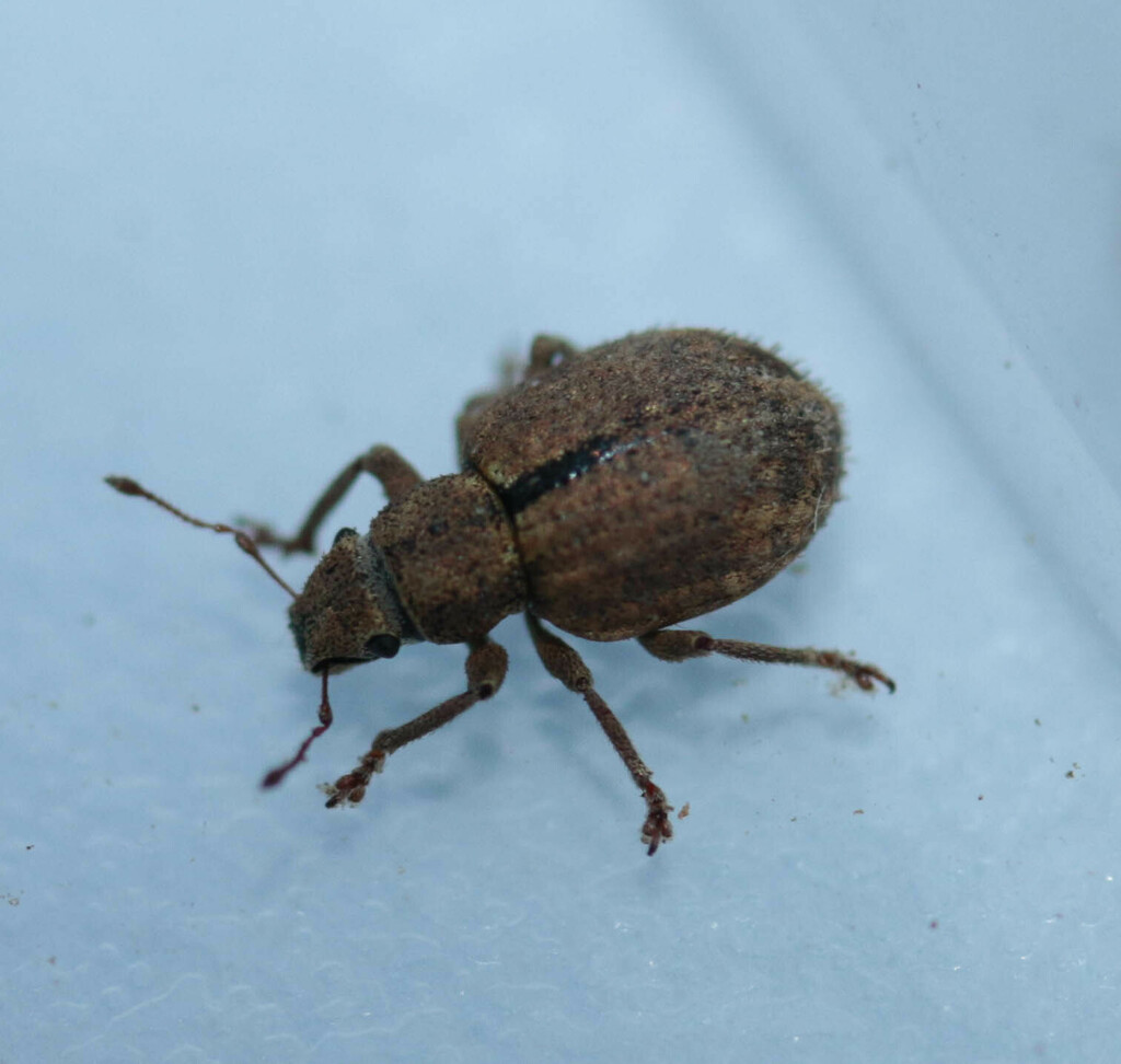 Nut Leaf Weevil from 35720 Pleugueneuc, France on January 13, 2024 at ...