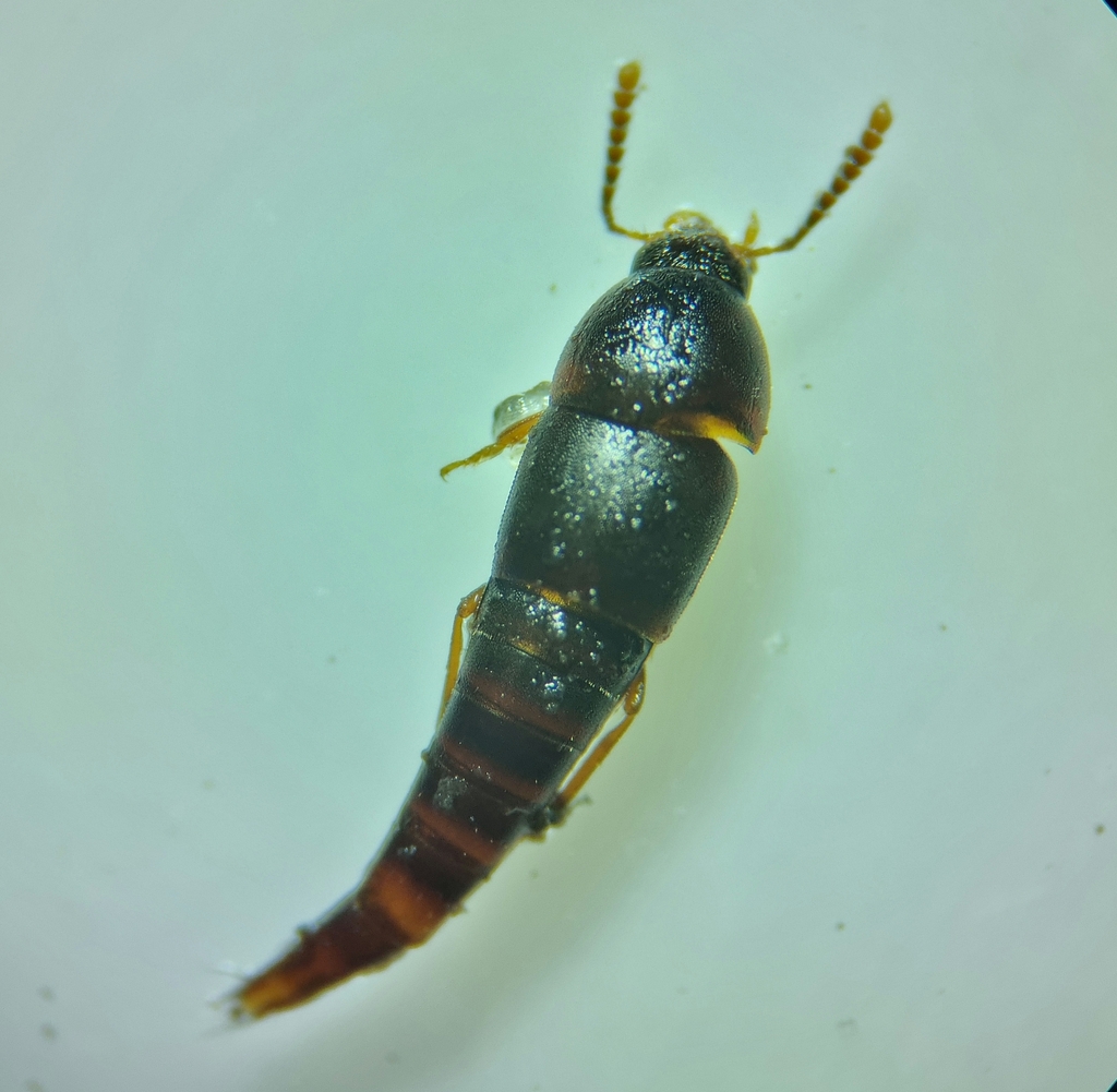 Sepedophilus testaceus from Hely: 47,592378, 19,345066 on January 15 ...