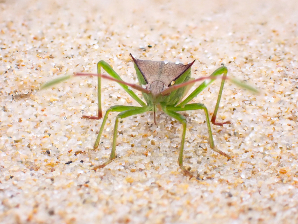 True Bugs from Naturesvalley, Eden, Western Cape, South Africa on ...