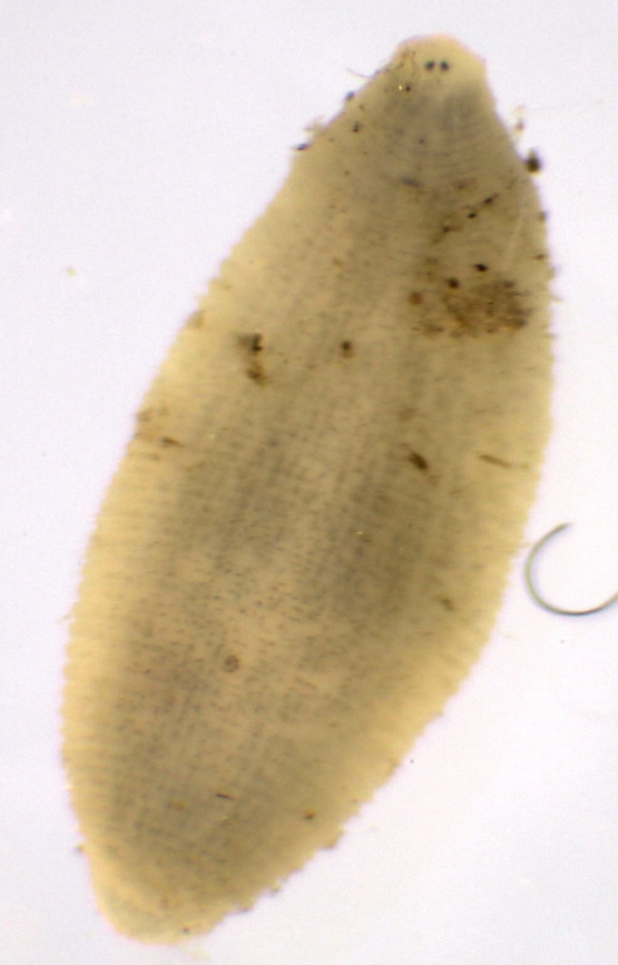 Biocular Leech from Heverlee - Egenhoven - Arenberg on October 12, 2018 ...